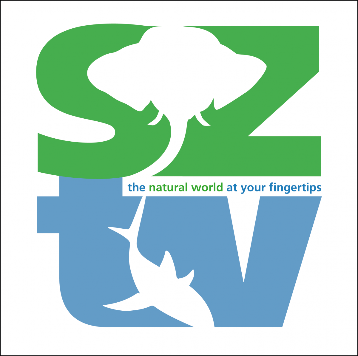 Scubazoo Images | Underwater Filming | Photography