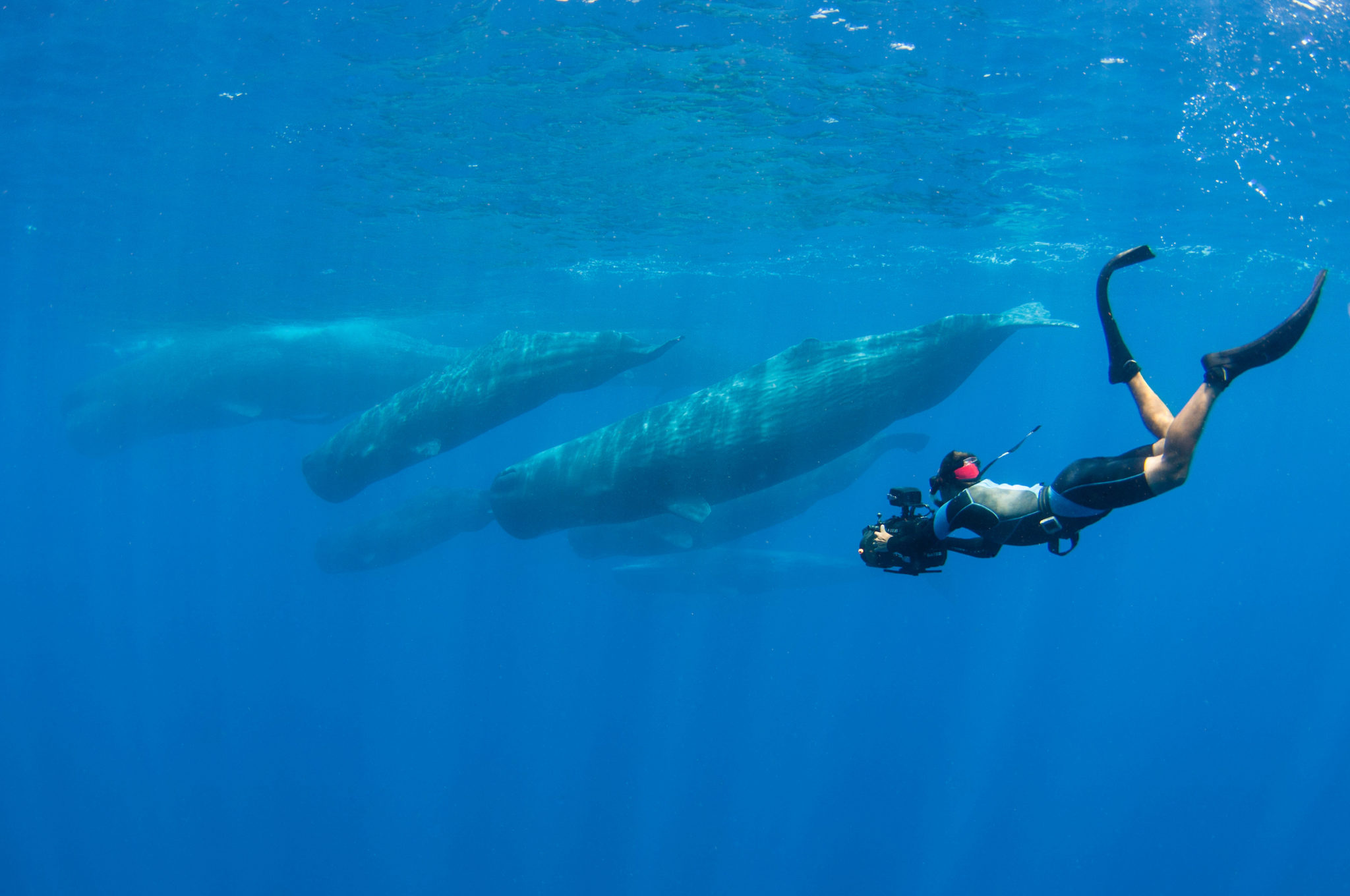 Scubazoo Images | Underwater Filming | Photography